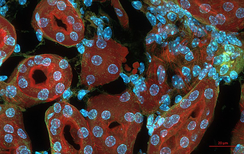 Ricreare un rene in laboratorio | Aula di scienze