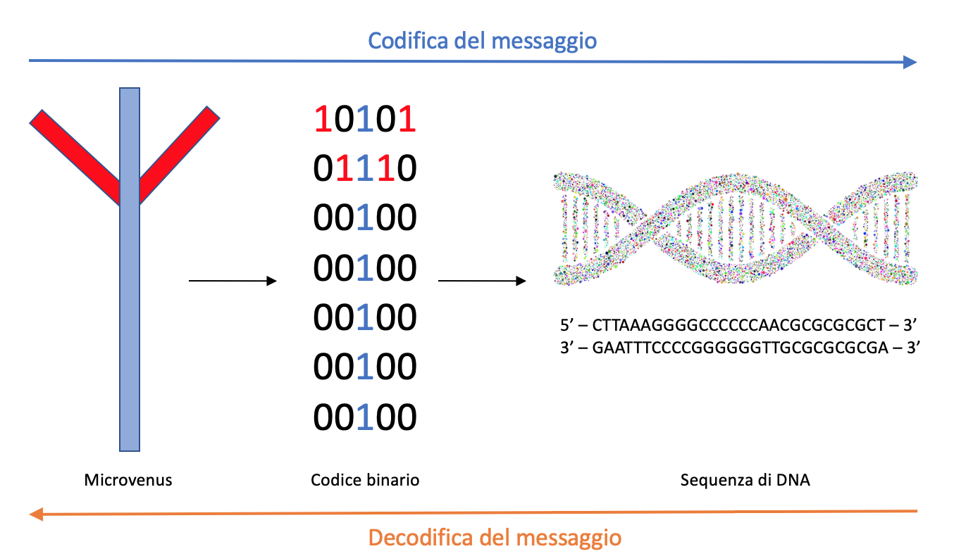 Da DNA a .dna: potremo usare la molecola della vita per archiviare dati ...
